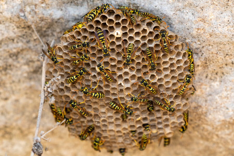 Reconnaître et gérer efficacement un nid de bourdon